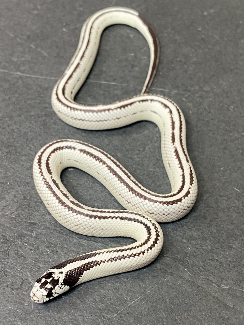 2022 Aberrant - Male- ID:22DT1M California Kingsnake by Great Basin ...