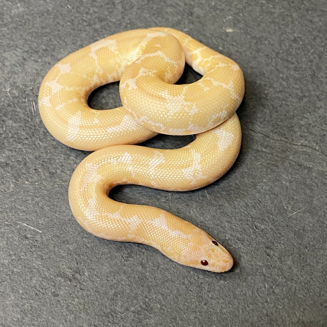 2021 Snow Sand Boa - Female - ID:21IL8F Kenyan Sand Boa by Great Basin ...