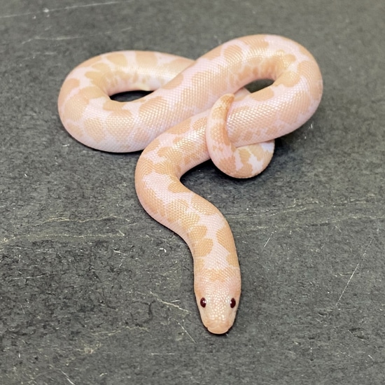 2022 Snow Sand Boa - Male - ID:22PZ11M Kenyan Sand Boa by Great Basin ...