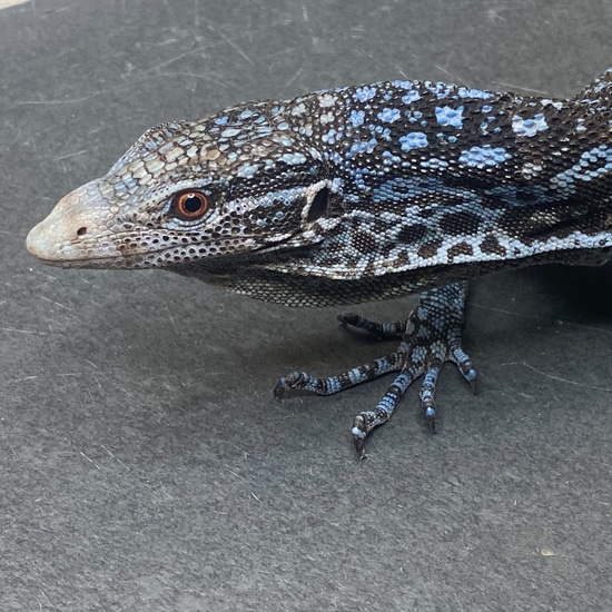 2021 Captive Bred Blue Tree Monitor by Great Basin Serpentarium, LLC