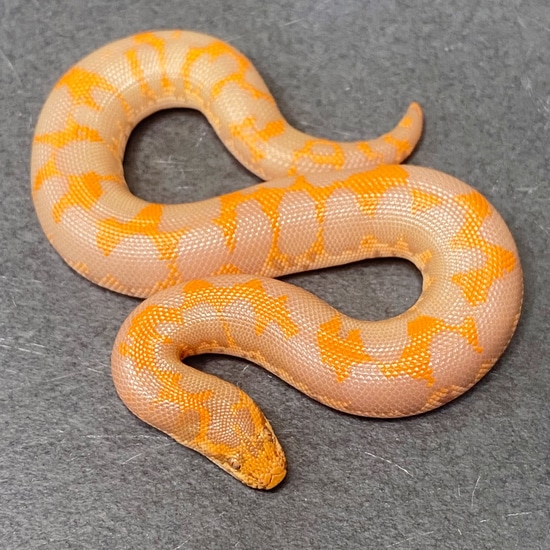 2022 Albino Sand Boa - Male - ID:22QC1M Kenyan Sand Boa by Great Basin ...