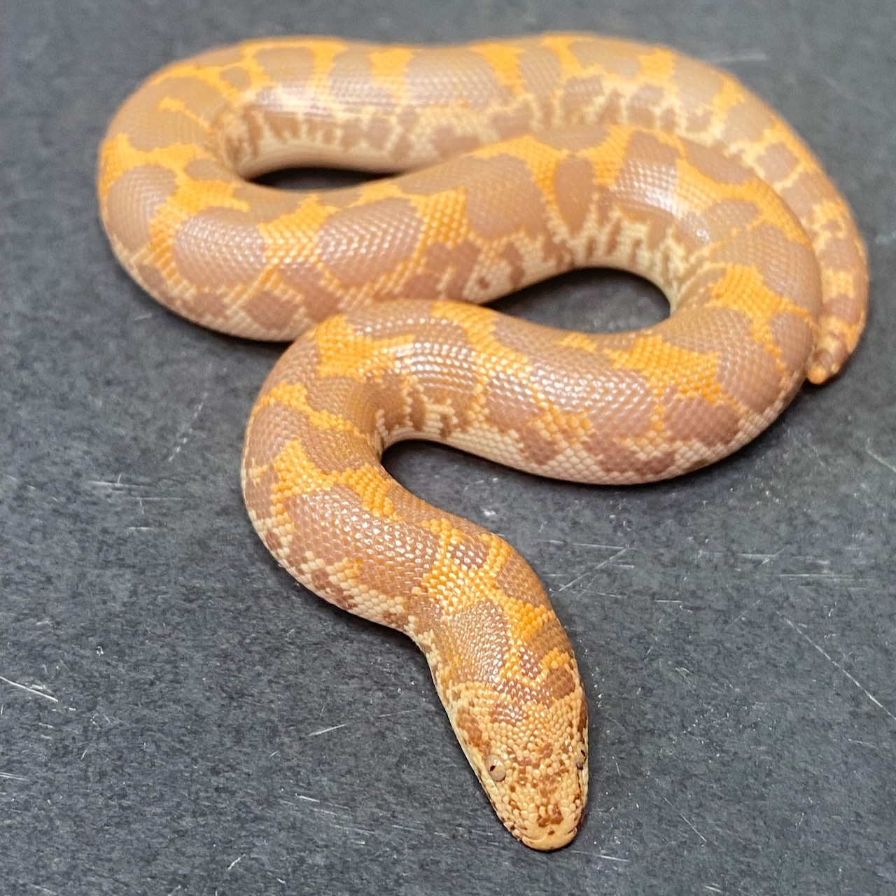 2022 Albino Het. Snow Sand Boa - Male - ID:22QG2M Kenyan Sand Boa by ...