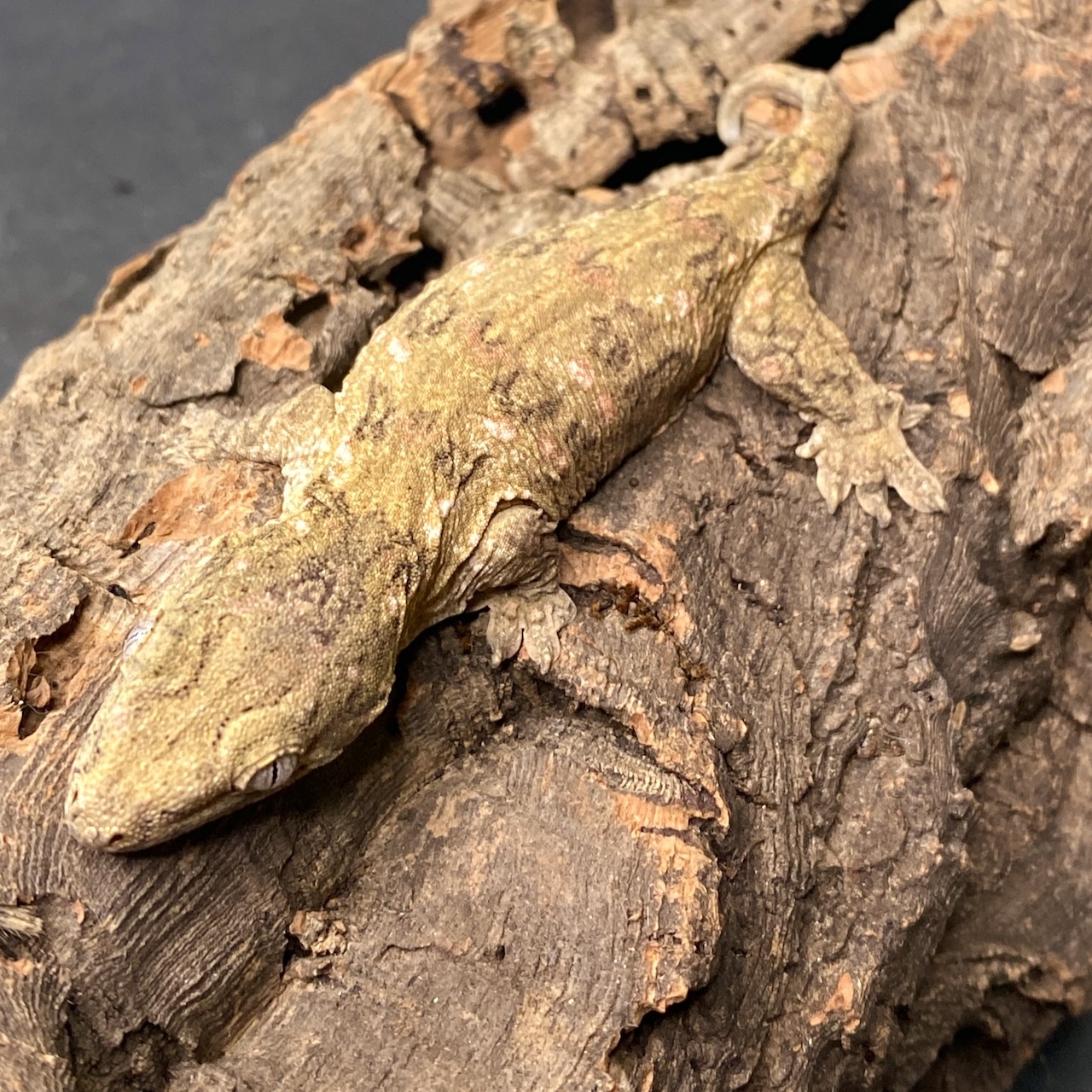 2022 Nuu Ana Leachie - Rhacodactylus - ID:22QE1 - High Pink Lines ...