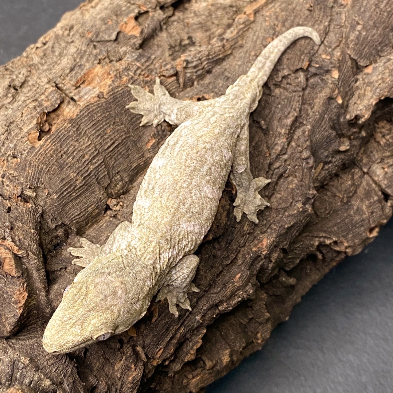 2022 Nuu Ana Leachie - Rhacodactylus - ID:22PN2 - High Pink Lines ...