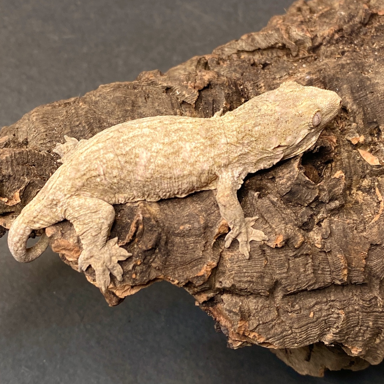 2022 Nuu Ana Leachie - Rhacodactylus - ID:22PN1 - High Pink Lines ...