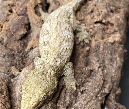 Full Moro Leachie Leachianus Gecko by GeckoPods - MorphMarket