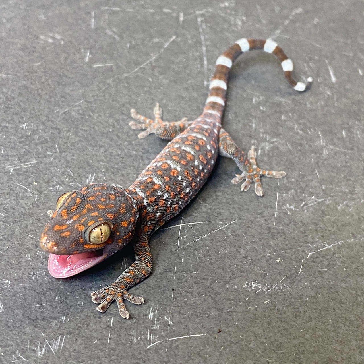 2022 CB Baby - ID: 23B1 Tokay Gecko by Great Basin Serpentarium, LLC ...
