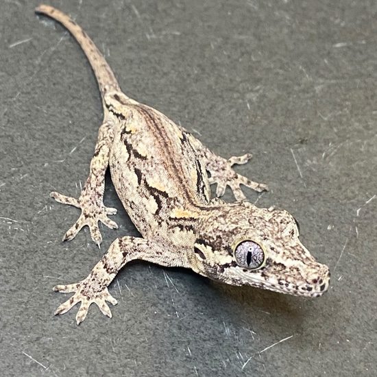 Striped Gargoyle Gecko (ID: 22GG1) by Great Basin Serpentarium, LLC