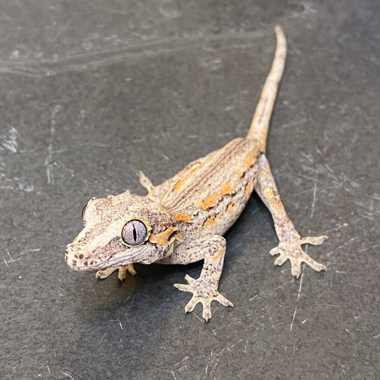Striped Gargoyle Gecko (ID: 22KE2) by Great Basin Serpentarium, LLC