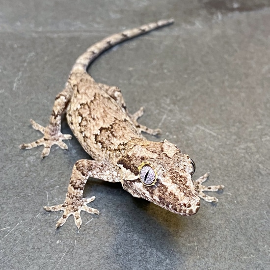 Gargoyle Gecko - From Phantom Eyed Sire - (ID: 21EW1M) by Great Basin ...