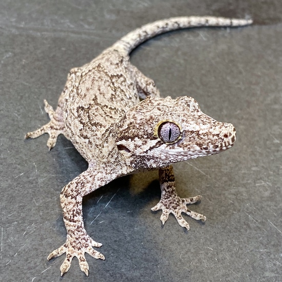 Gargoyle Gecko - From Phantom Eyed Pairing - (ID: 21GQ1M) by Great ...