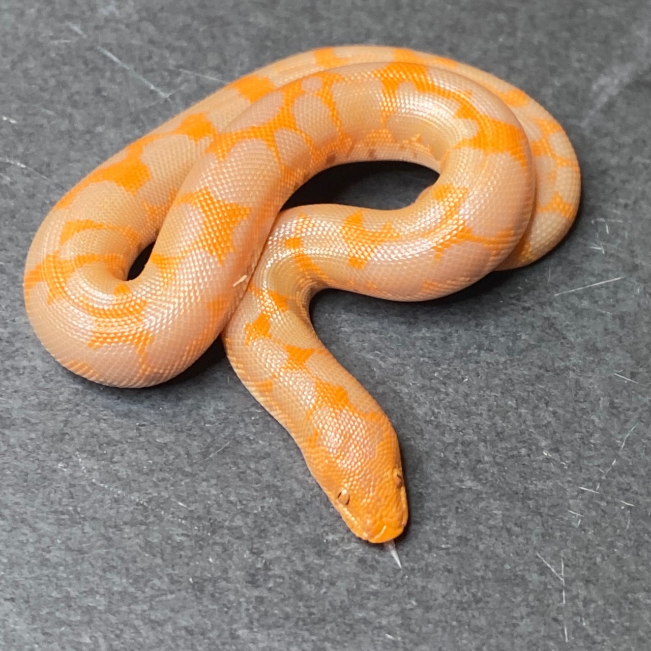 Albino Poss. Het. Snow Sand Boa - (Female - ID:22PO10F) Kenyan Sand Boa ...