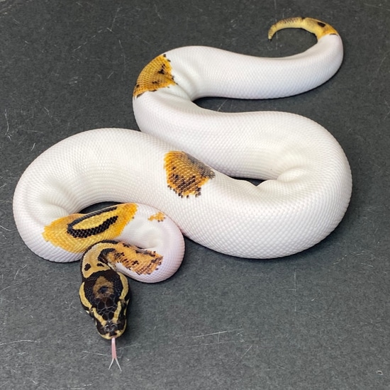 Pied Ball Python (Male - ID: 22KA6M) by Great Basin Serpentarium, LLC