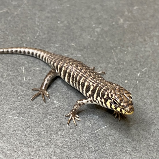Kenyan Zebra Skink (ID: 23BN1) More Skink by Great Basin Serpentarium, LLC
