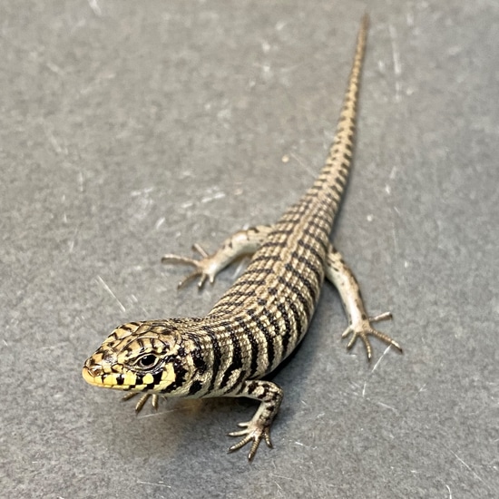 Kenyan Zebra Skink (ID: 23AV2) More Skink by Great Basin Serpentarium, LLC