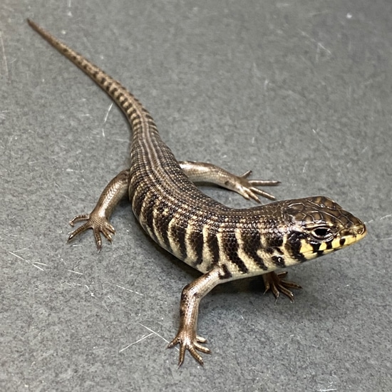 Kenyan Zebra Skink (ID: 23AV1) More Skink by Great Basin Serpentarium, LLC