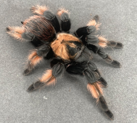 10-lot Mexican Red Leg Tarantulas (Brachypelma Emilia) Spiderlings by ...