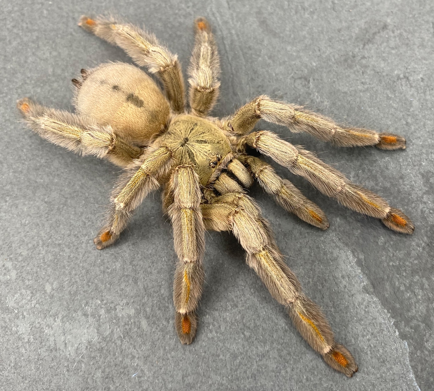 10-lot Trinidad Chevron Tarantulas (Psalmopoeus Cambridgei) Spiderlings ...