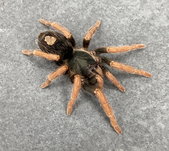 10-lot Brazilian Dwarf Pink Leg (Kochiana Brunnipes) Spiderlings ...