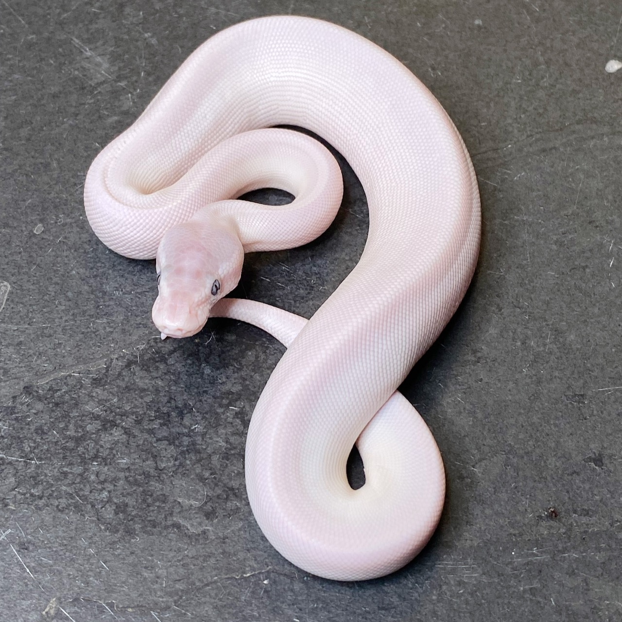 Blue Eyed Leucistic (BEL) (Female ID:23DT4F) Ball Python by Great Basin ...