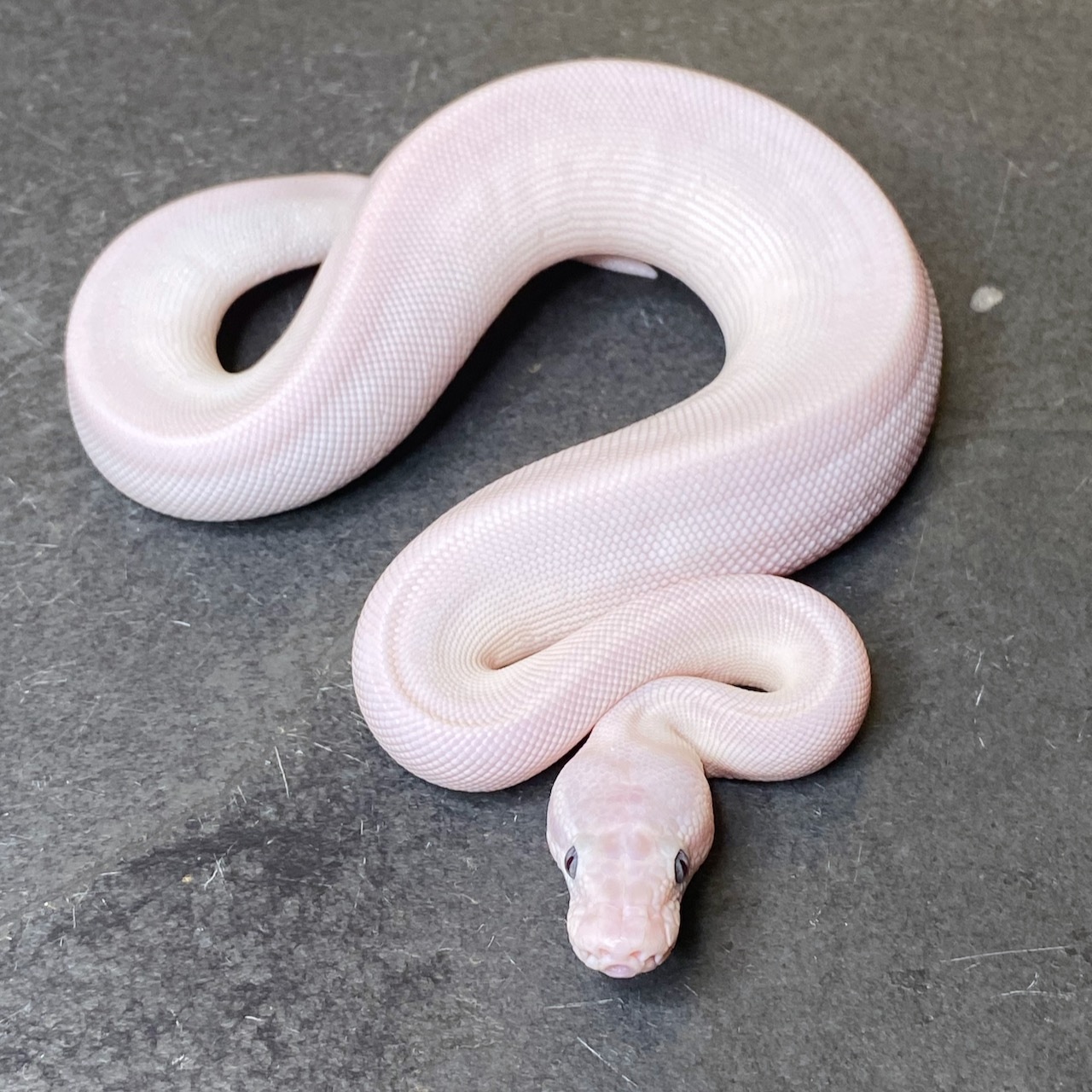Blue Eyed Leucistic (BEL) (Female ID:23DT2F) Ball Python by Great Basin ...