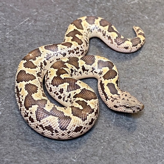 Rough-scaled Sand Boa (Male- ID: 23DJ5M) Rough-Scaled Sand Boa by Great ...