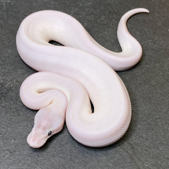 Blue Eyed Leucistic (BEL) Ball Python (Male ID:23DT1M) by Great Basin ...