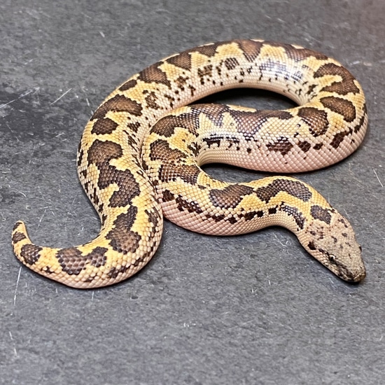 Rough-scaled Sand Boa (Female - ID: 23DJ3F) Rough-Scaled Sand Boa by ...