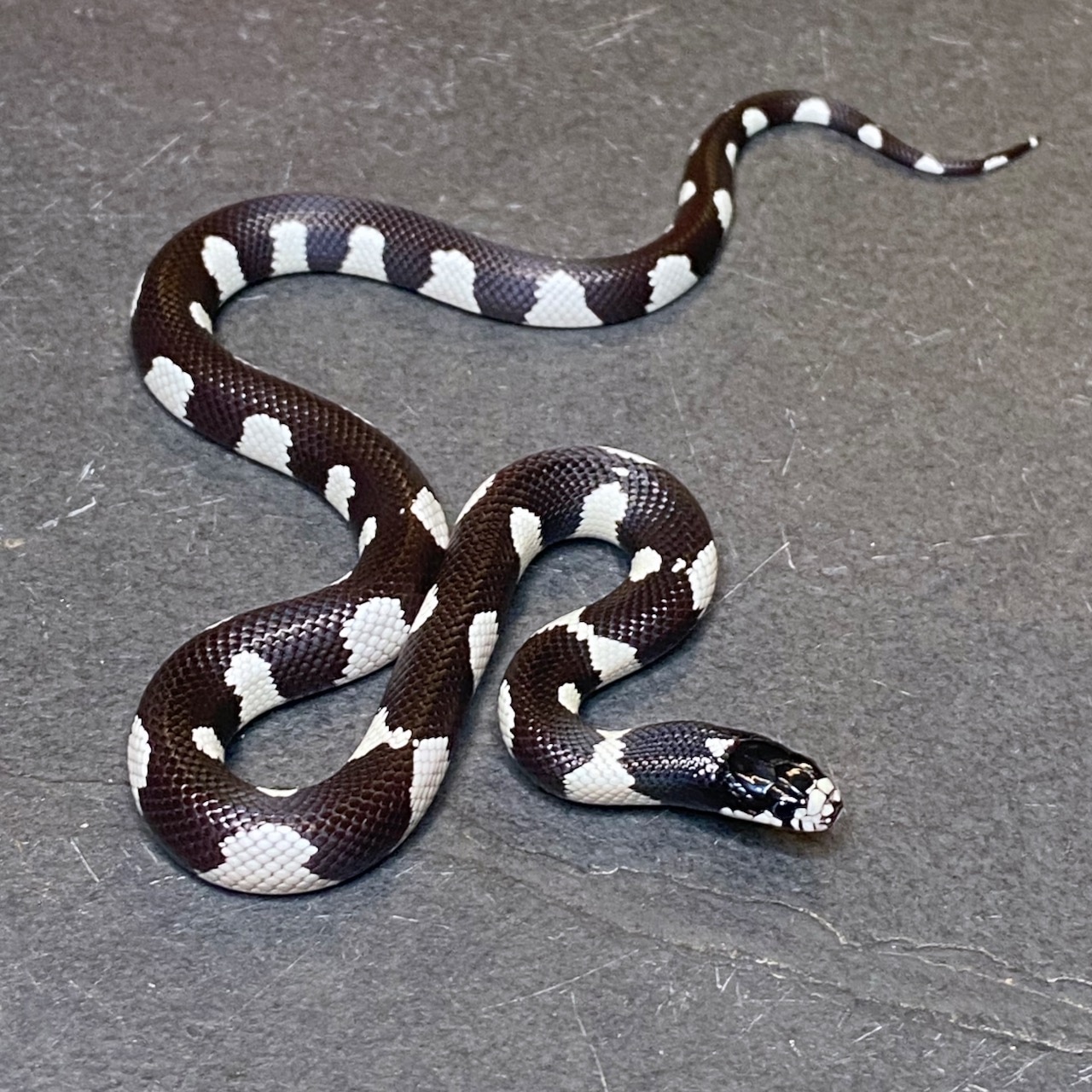 Aberrant (Female ID: 23BO2F) California Kingsnake by Great Basin ...