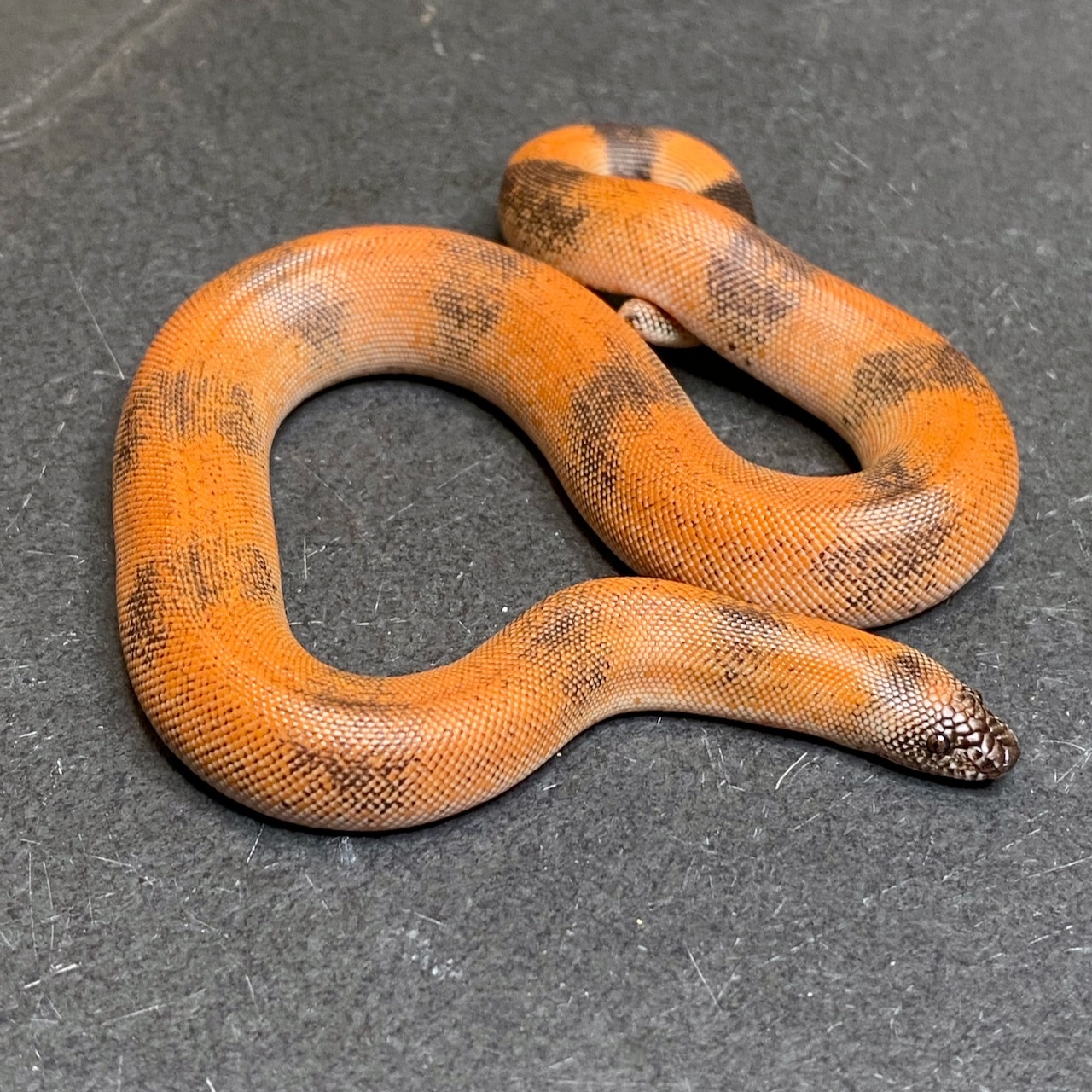 Male - ID: 23EK4M) Indian Sand Boa by Great Basin Serpentarium, LLC ...