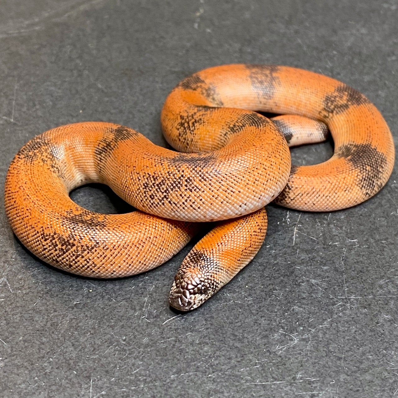 Female - ID: 23EK3F) Indian Sand Boa by Great Basin Serpentarium, LLC ...
