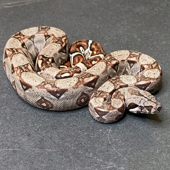 Poss. Het. Albino Boa (Male - ID: 23DI2M) Boa Constrictor by Great ...