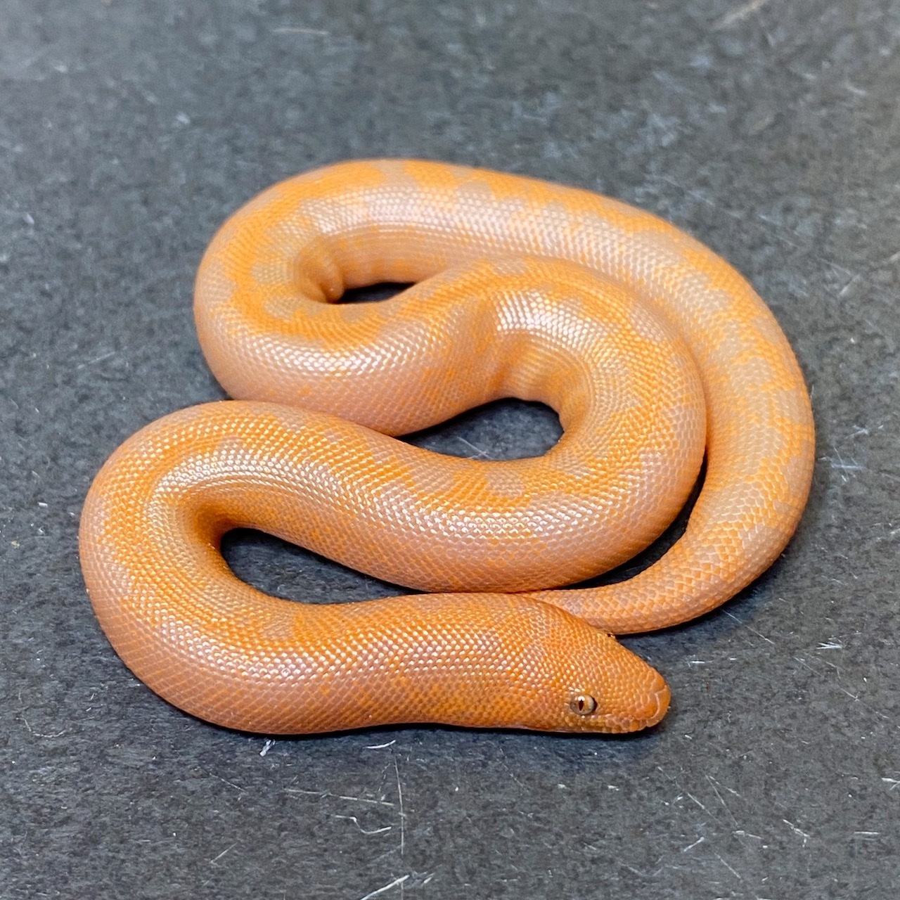 Stripe Albino Het. Anery (Female - ID: 23FU10F) Kenyan Sand Boa by ...