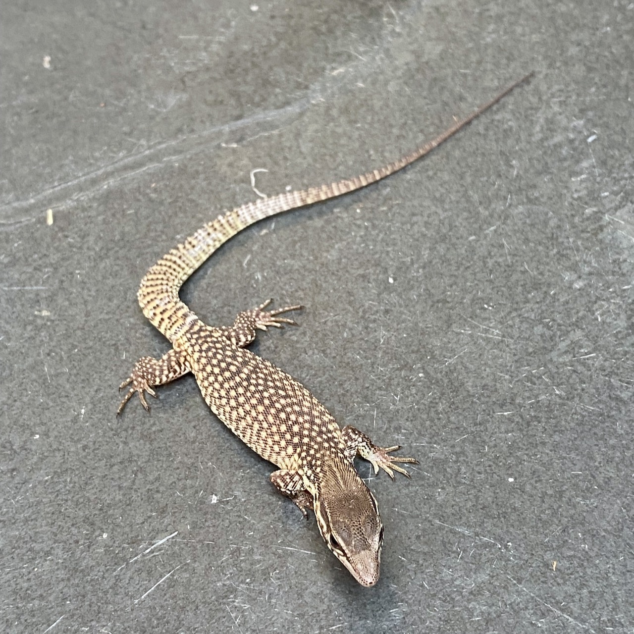 Yellow (ID: 23HE2) Ackie Monitor by Great Basin Serpentarium, LLC ...