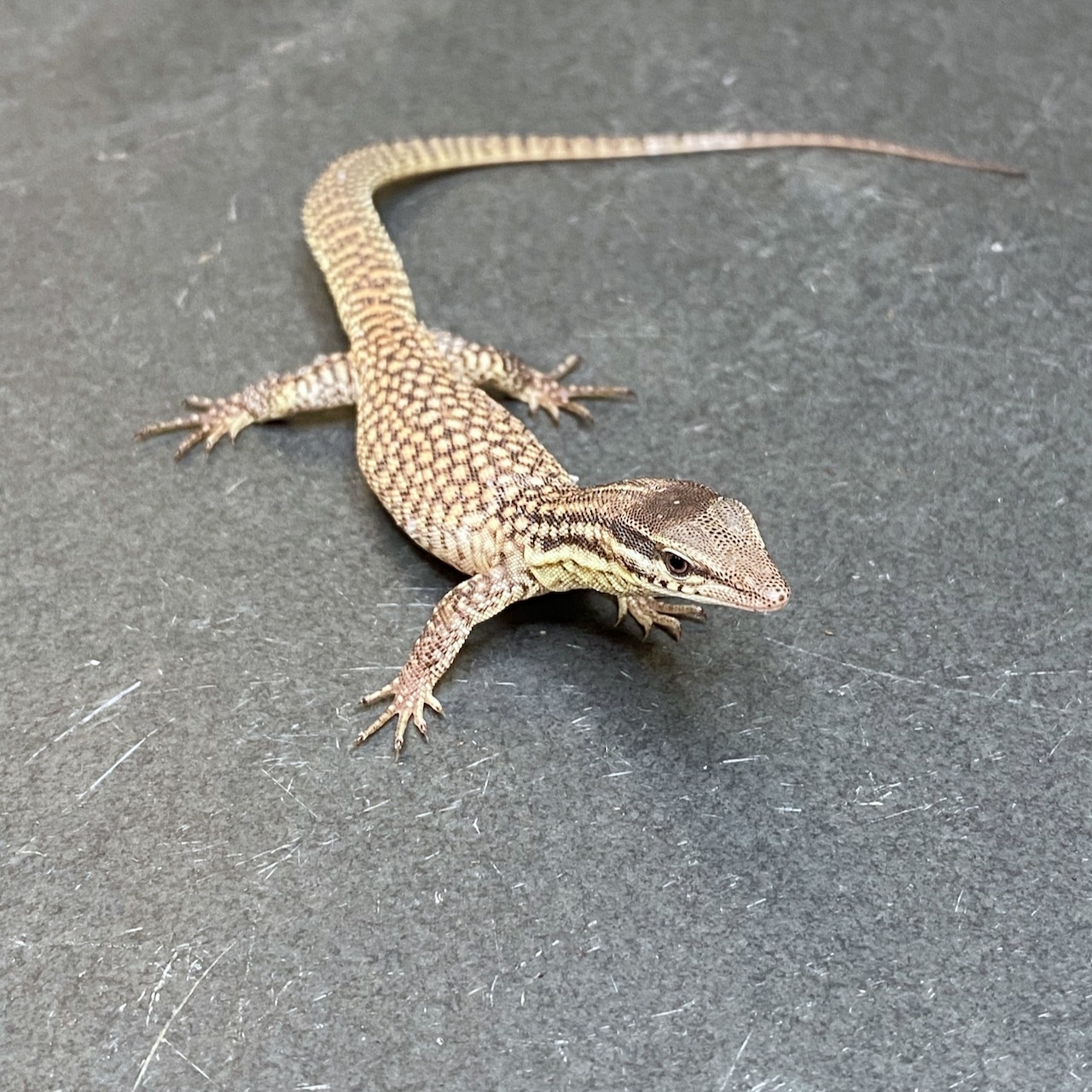 Yellow (ID: 23HE1) Ackie Monitor by Great Basin Serpentarium, LLC ...