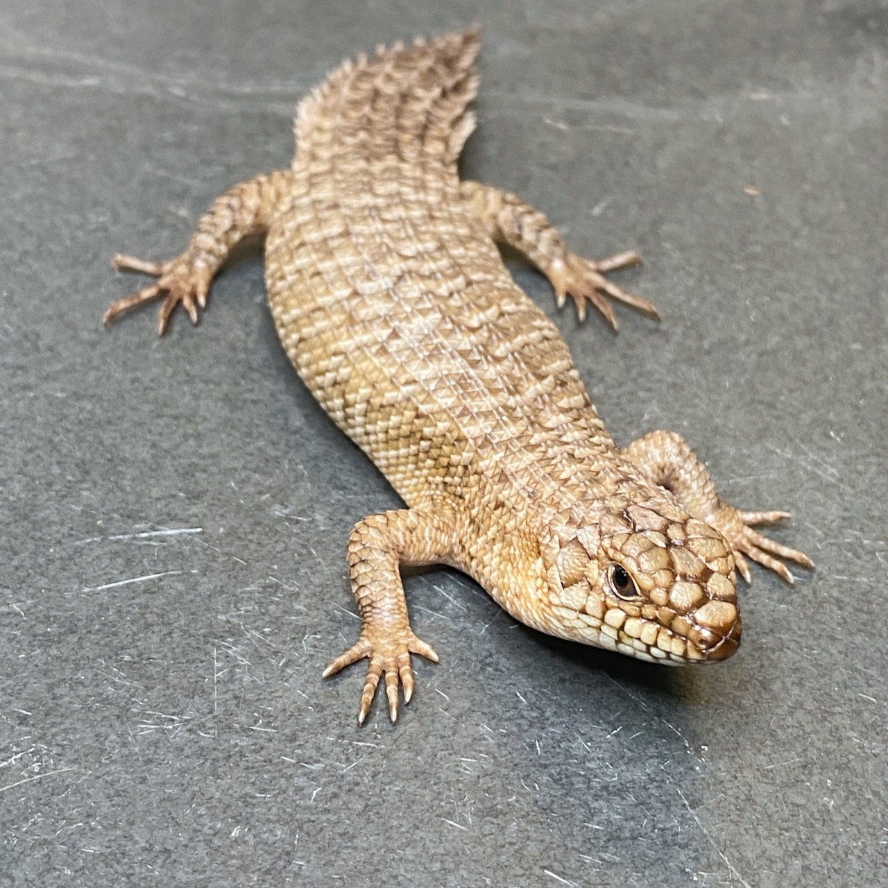 Gidgee Skink (Egernia Stokesii) ID: 23EL2 Other Skink by Great Basin ...
