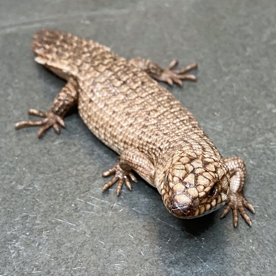 Gidgee Skink (Egernia Stokesii) ID: 23EL1 More Skink by Great Basin ...