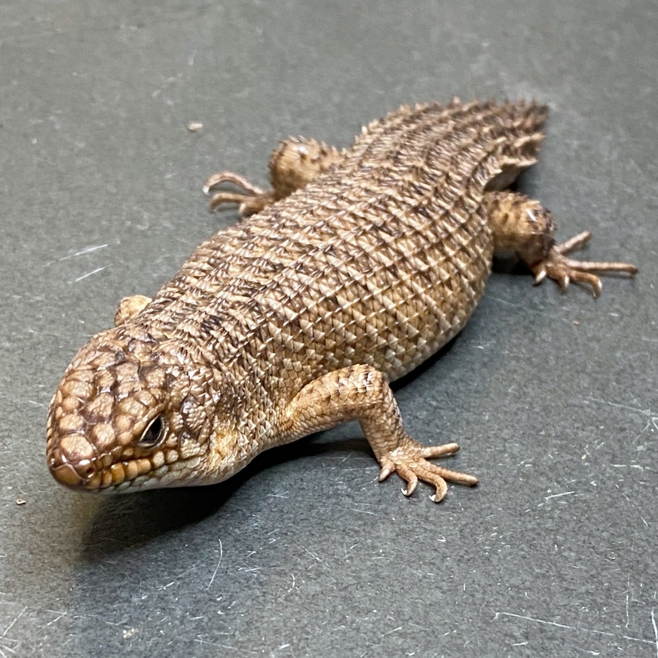 Gidgee Skink (Egernia Stokesii) ID: 22PT1F Other Skink by Great Basin ...