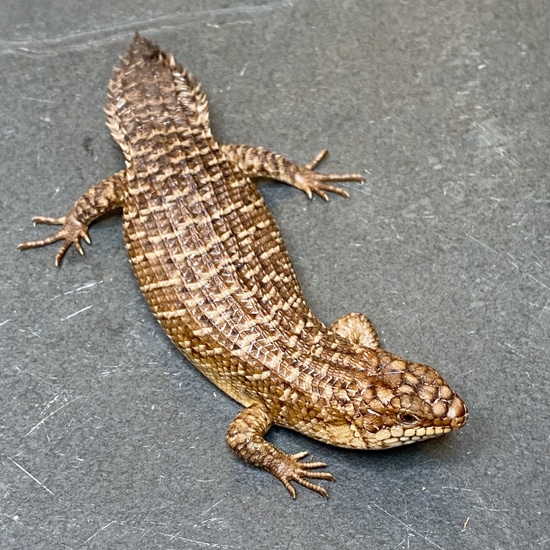 Gidgee Skink (Egernia Stokesii) ID: 23CO2 More Skink by Great Basin ...