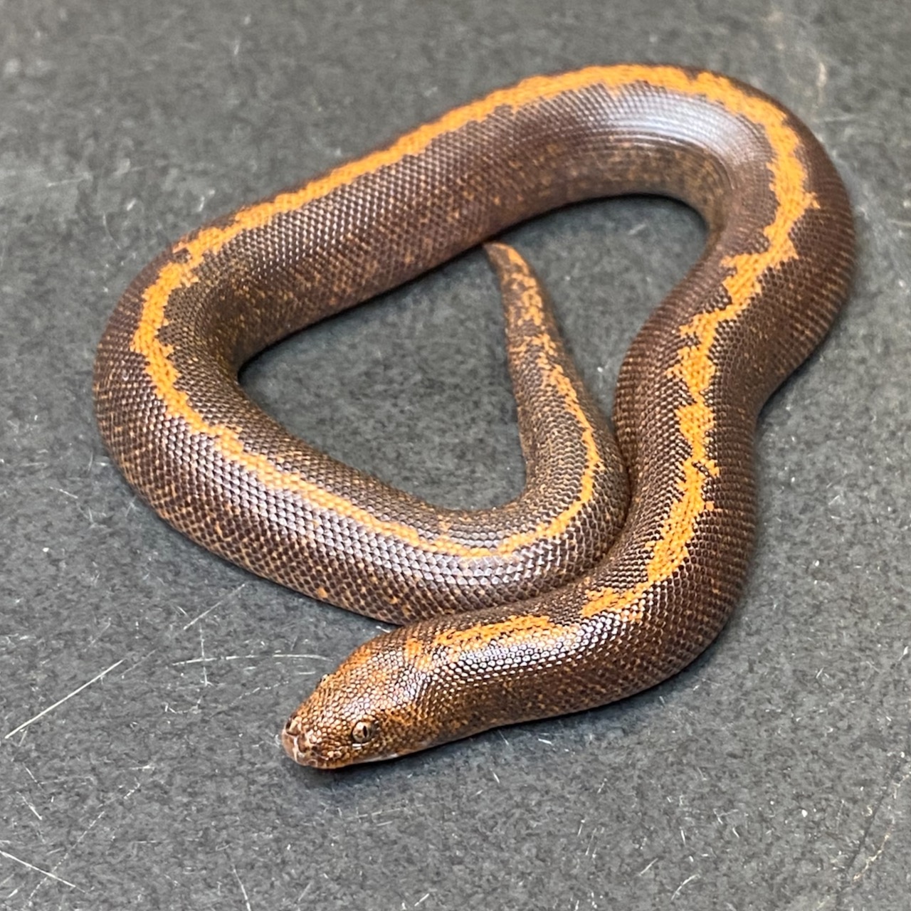 Stripe Kenyan Sand Boa (Male - ID: 23FW9M) by Great Basin Serpentarium ...
