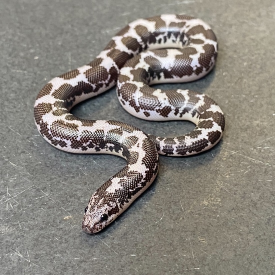 Anery Kenyan Sand Boa (Male - ID: 23GB4M) by Great Basin Serpentarium, LLC