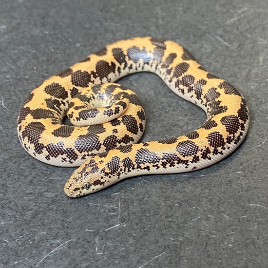 Kenyan Sand Boa (Male - ID: 23GA7M) by Great Basin Serpentarium, LLC