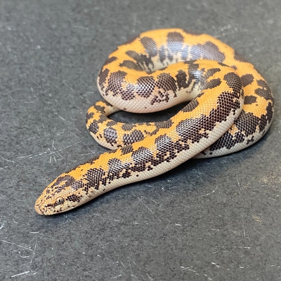 Kenyan Sand Boa (Male - ID: 23GA6M) by Great Basin Serpentarium, LLC