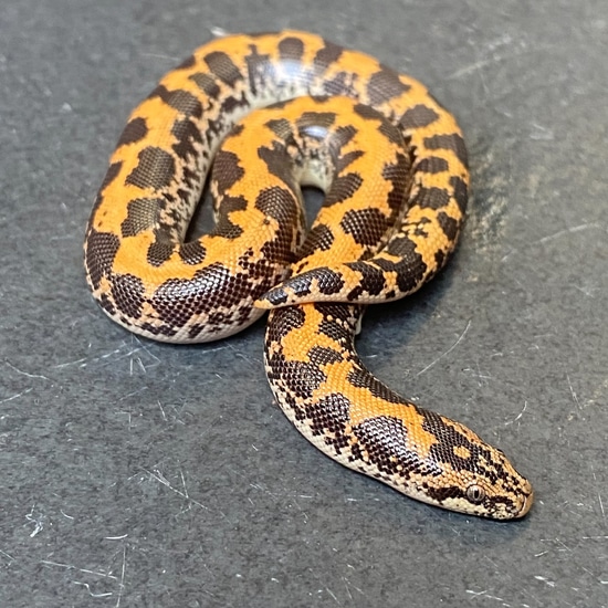 Kenyan Sand Boa (Male - ID: 23GA5M) by Great Basin Serpentarium, LLC