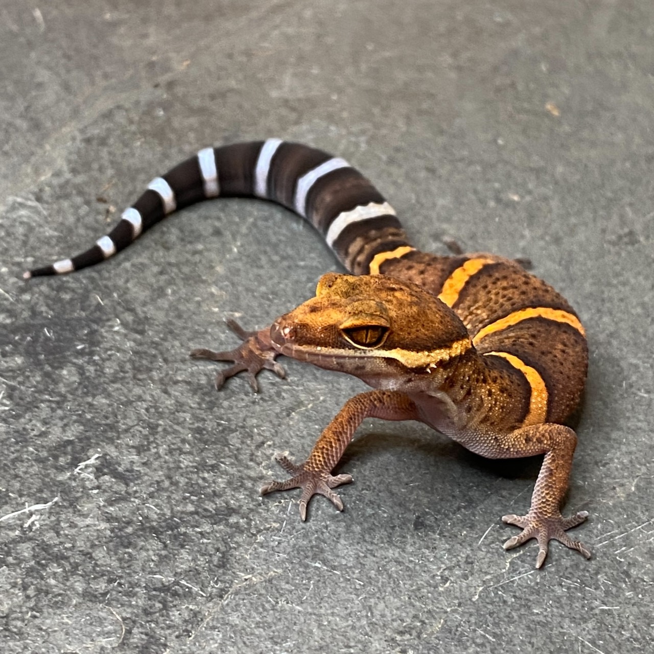 Bawangling Cave Gecko (ID: 23DL2) by Great Basin Serpentarium, LLC ...