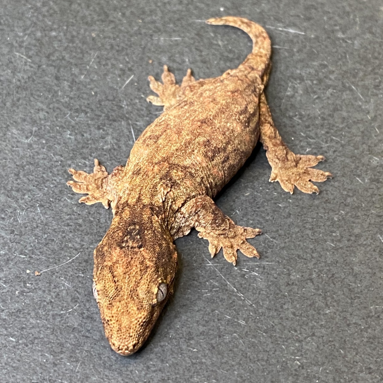 Nuu Ana Leachianus Gecko (ID: 23FN2) by Great Basin Serpentarium, LLC ...