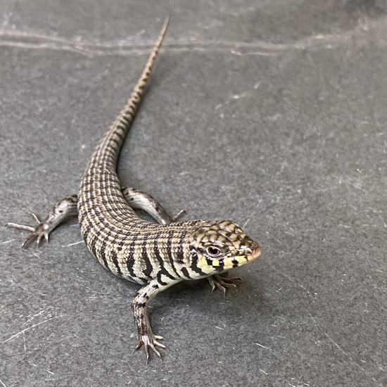 Kenyan Zebra Skink (ID: 23II4) More Skink by Great Basin Serpentarium, LLC