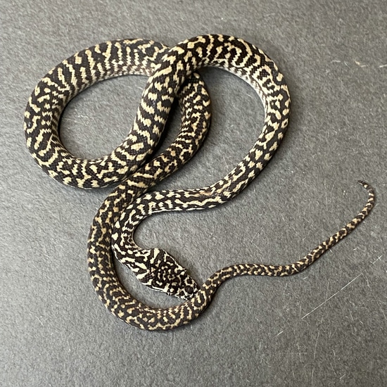 Female Zebra Jungle Carpet Python (Female - ID: 23EI2F) by Great Basin ...