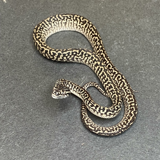 Female Zebra Jungle Carpet Python (Female - ID: 23EI1F) by Great Basin ...