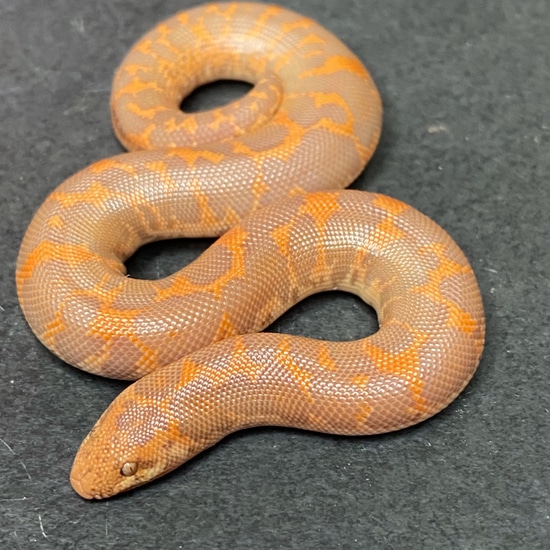 Albino Kenyan Sand Boa (Male - ID: 23GU3M) by Great Basin Serpentarium, LLC